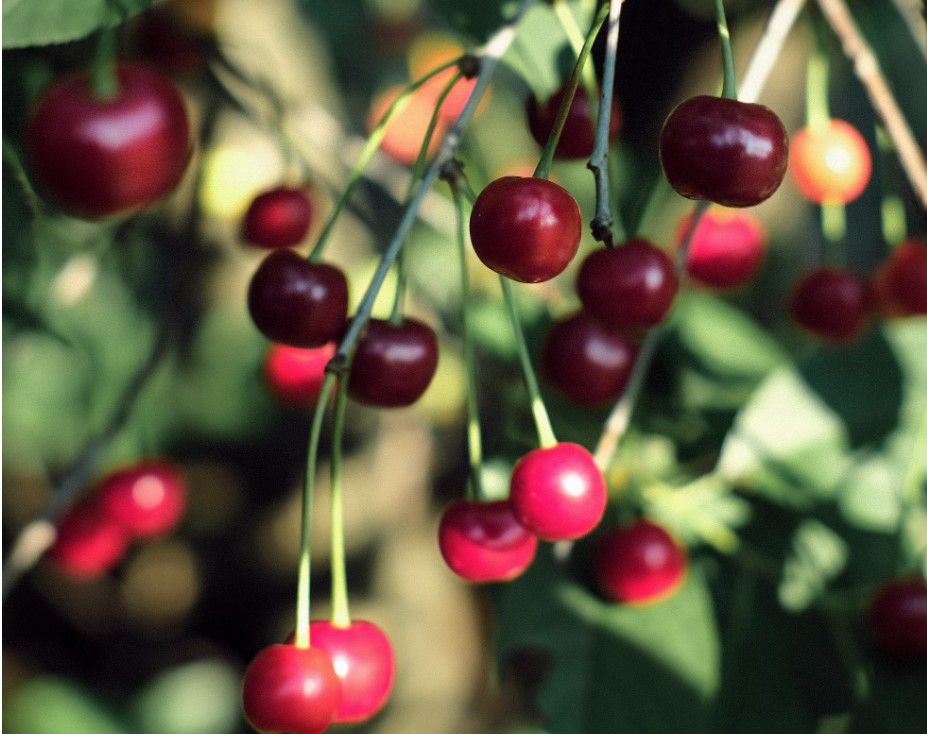 VIC DANA Drotovi, Mujo i trešnje - BosnaInfo