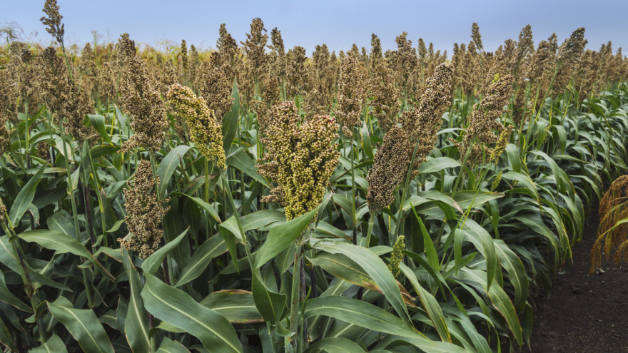 Je li sirak biljka budućnosti? - BosnaInfo