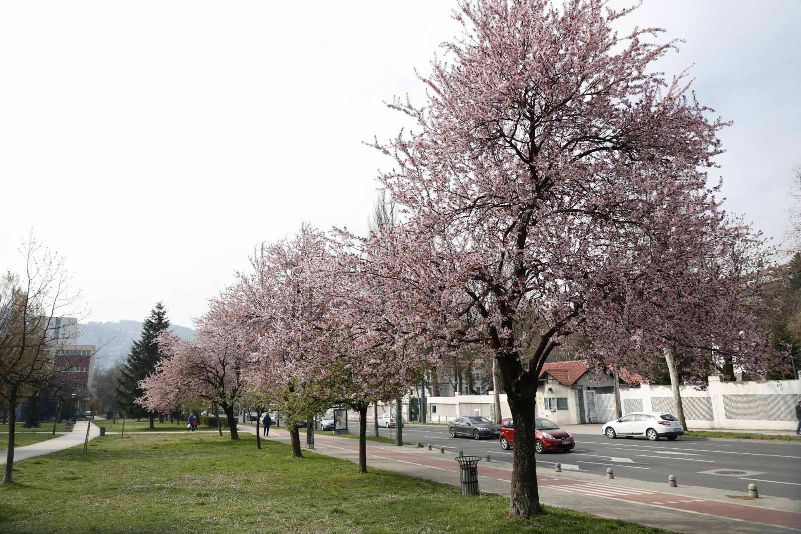Probeharalo Sarajevo! Znate li koje drvo može živjeti čak 40 godina, a ...
