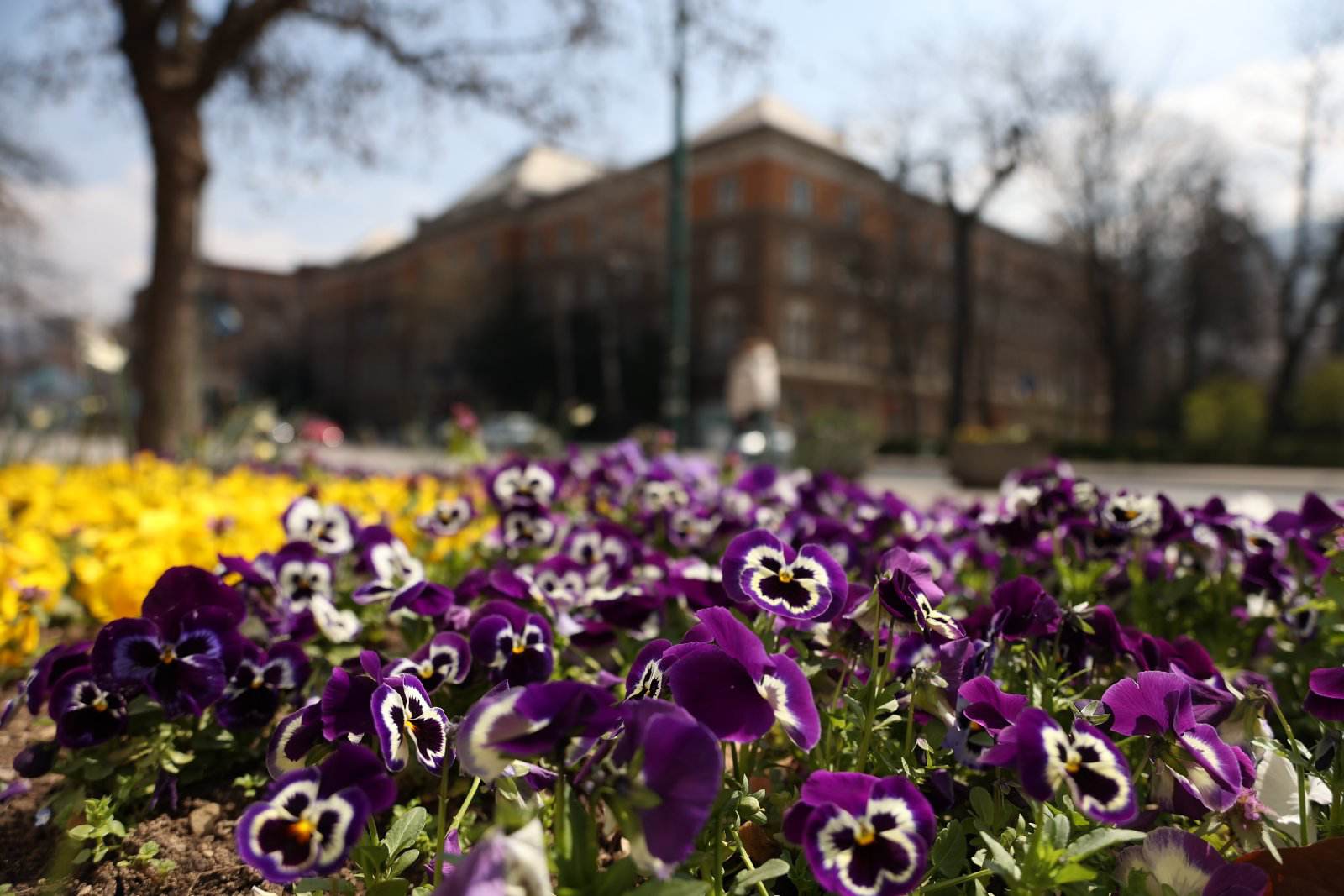 Ko sedam decenija uređuje i sadi cvijeće u Sarajevu, a ko to sve ...