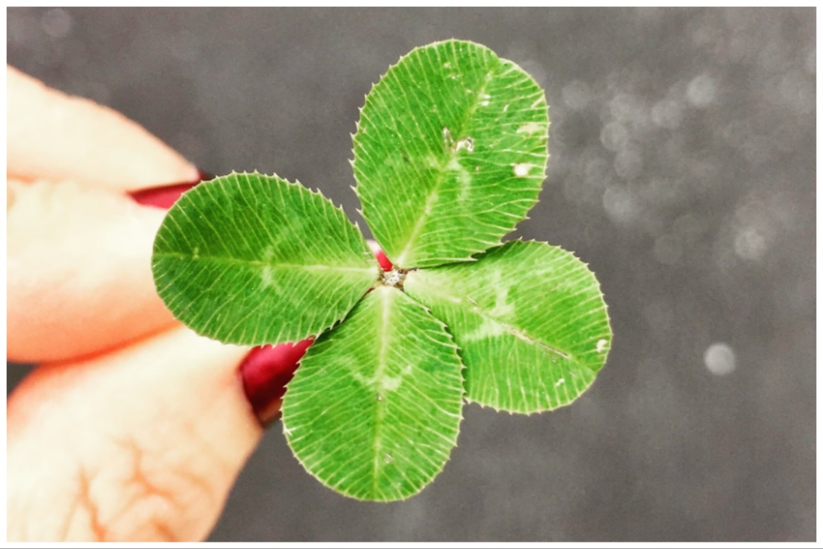 Jeste li znali? Svaki list djeteline s četiri lista ima svoje značenje ...