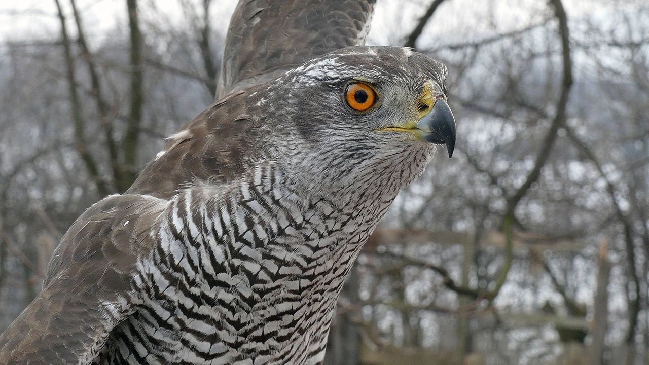 Čovjeka u Škotskoj napao jastreb i napravio mu 6 rupa na glavi (FOTO ...