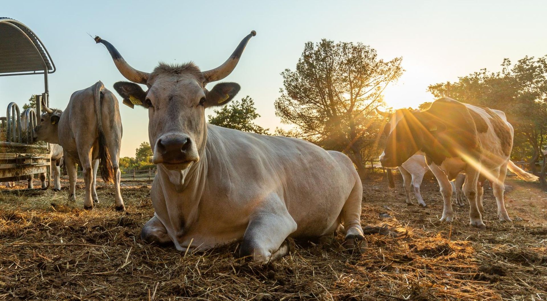 Muškarca kod Mostara usmrtili volovi koji su bili na ispaši - BosnaInfo