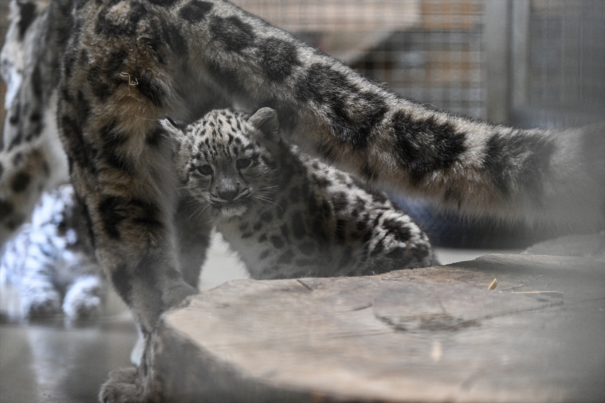 Šarolikost životinjskog carstva: Ovo su mladunčad snježnog leoparda u ...