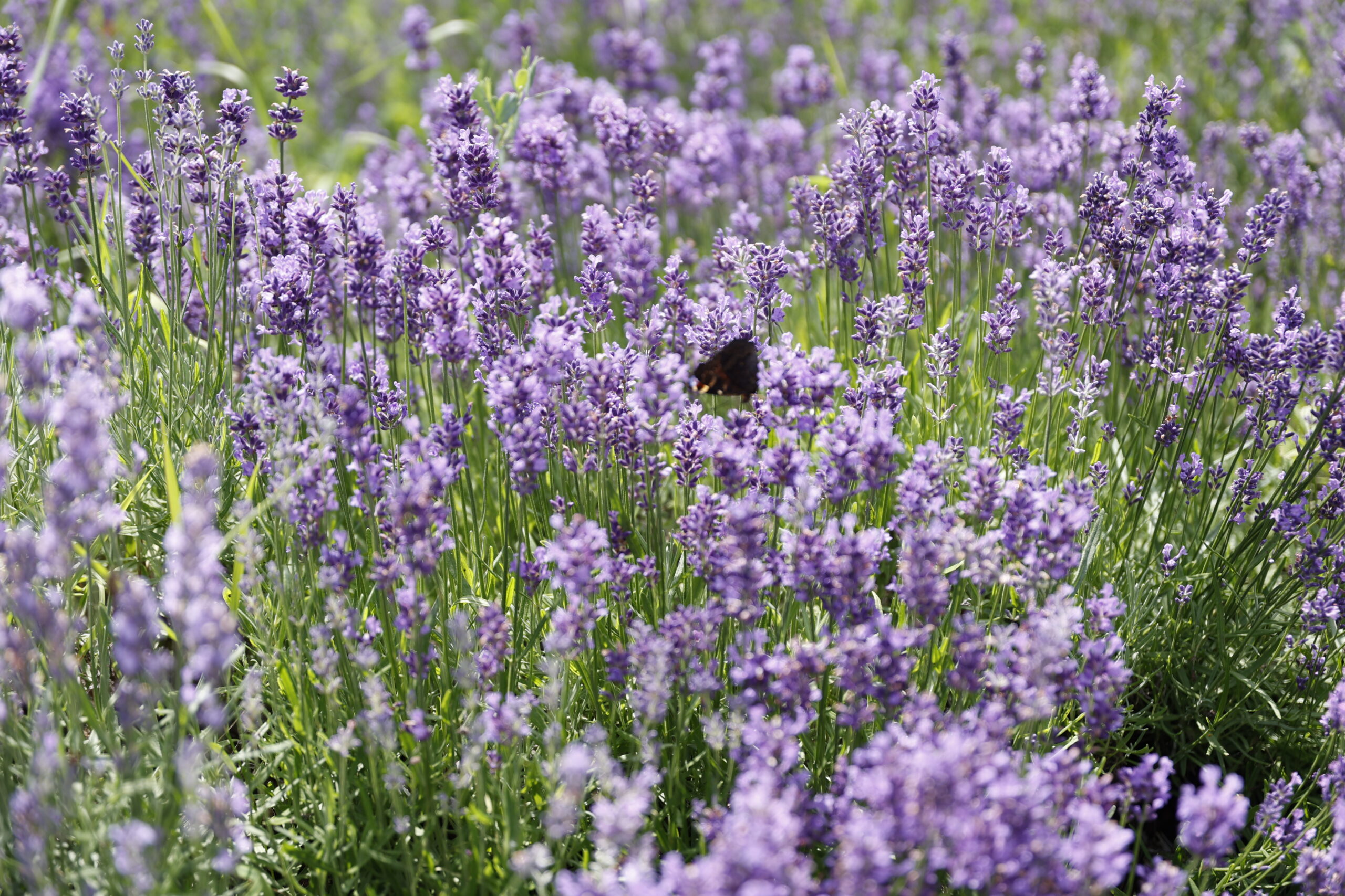 Na njivama porodice Salkić je cvijeće: Miris lavande kao ideja za obrt ...