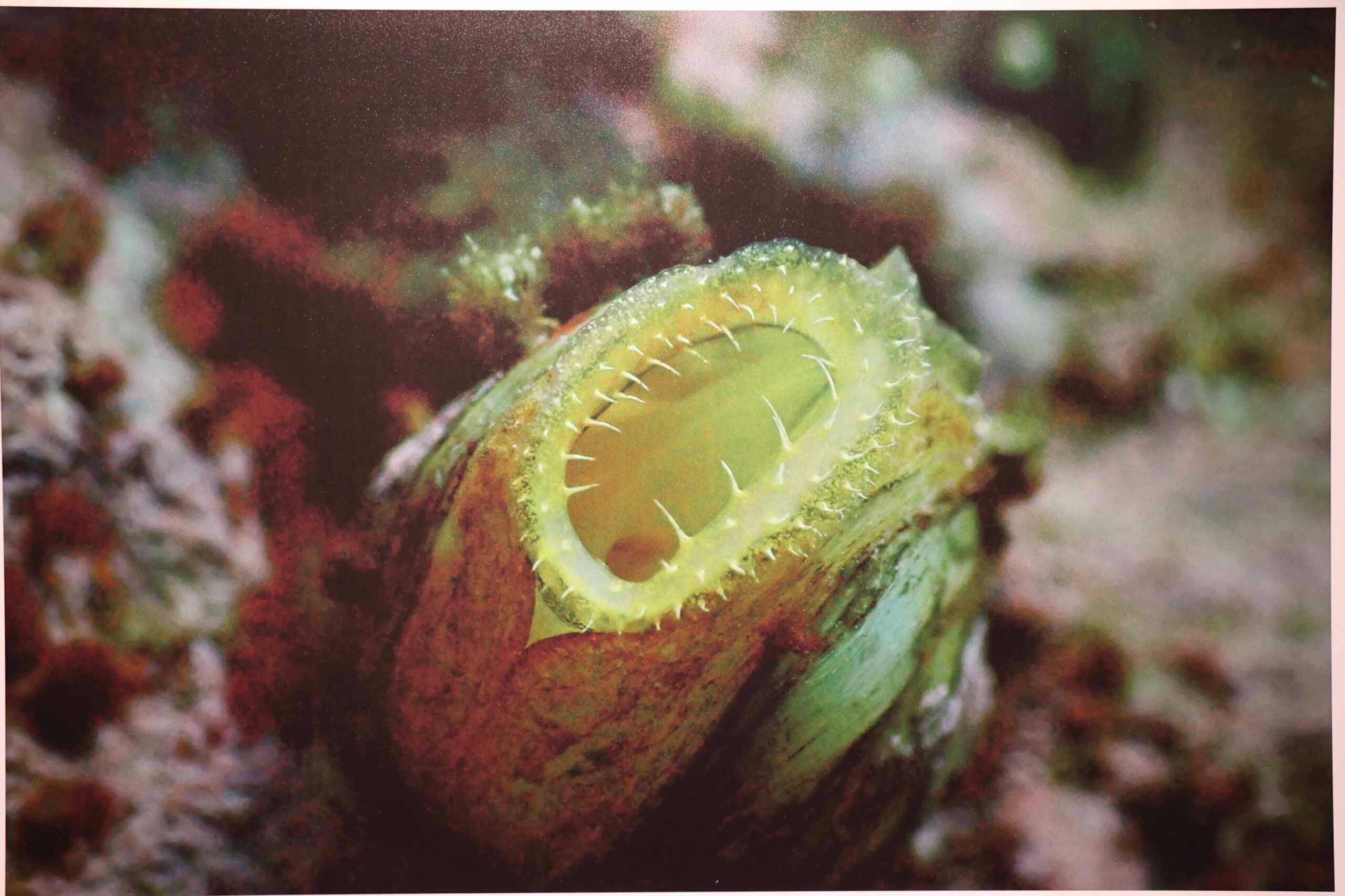 "SVI ZA NAŠU NERETVU" Izložene fotografije podvodnog svijeta Neretve ...