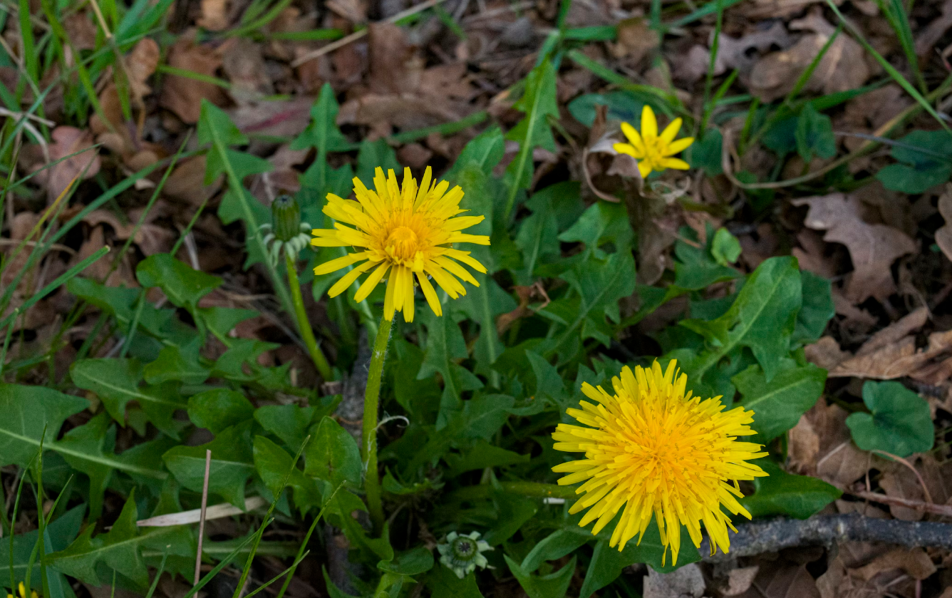 Ove tri biljke su riznice zdravlja