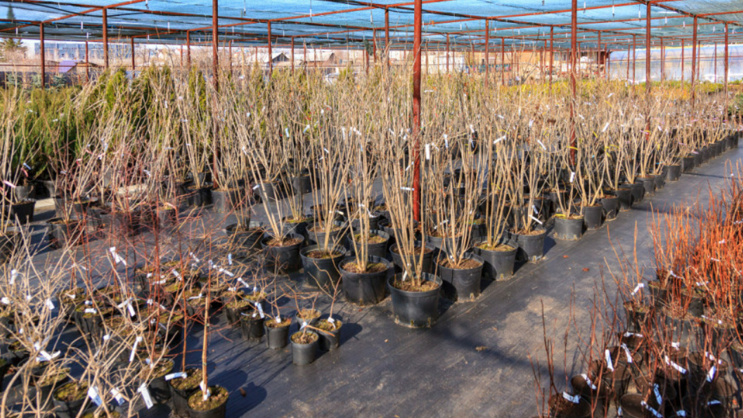 Spriječen uvoz u BiH skoro 800 sadnica voća iz Hrvatske i Italije ...