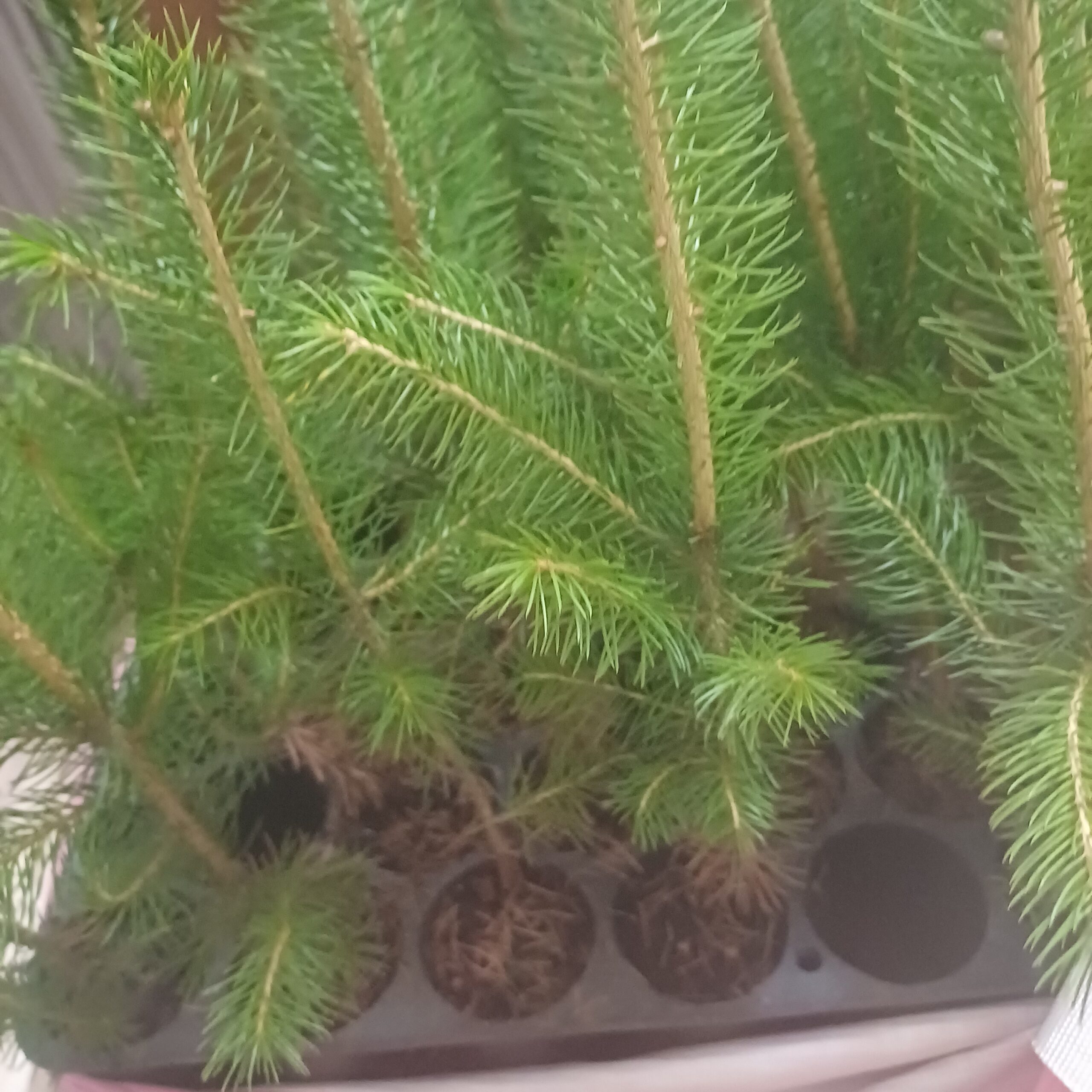 Povodom Dana državnosti organizovana sadnja smrče na Betaniji - BosnaInfo