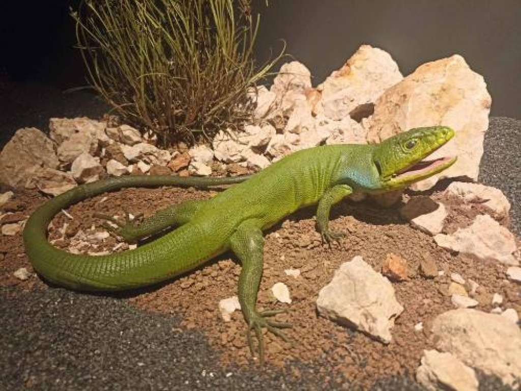 Naučnici otkrili vrstu morskog guštera koji je živio u doba dinosaurusa ...