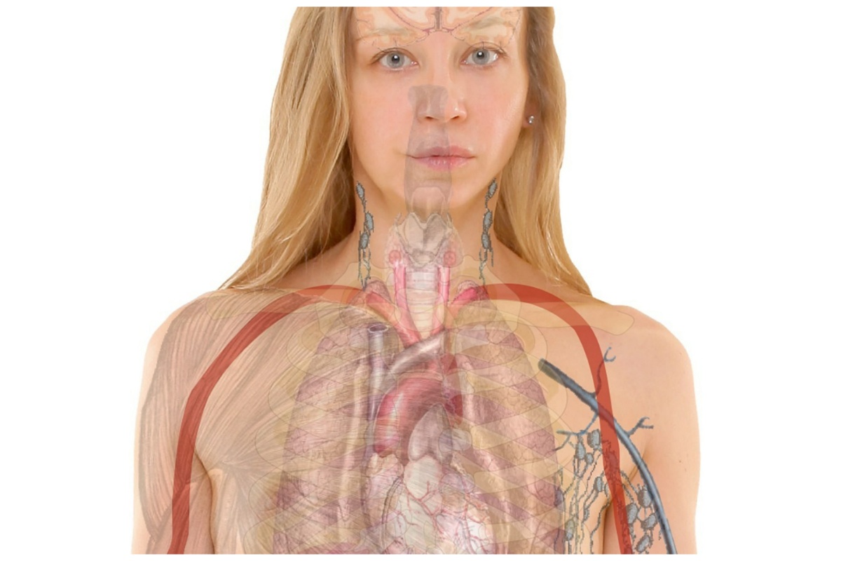 Ljekari definirali novi organ u ljudskom tijelu - BosnaInfo
