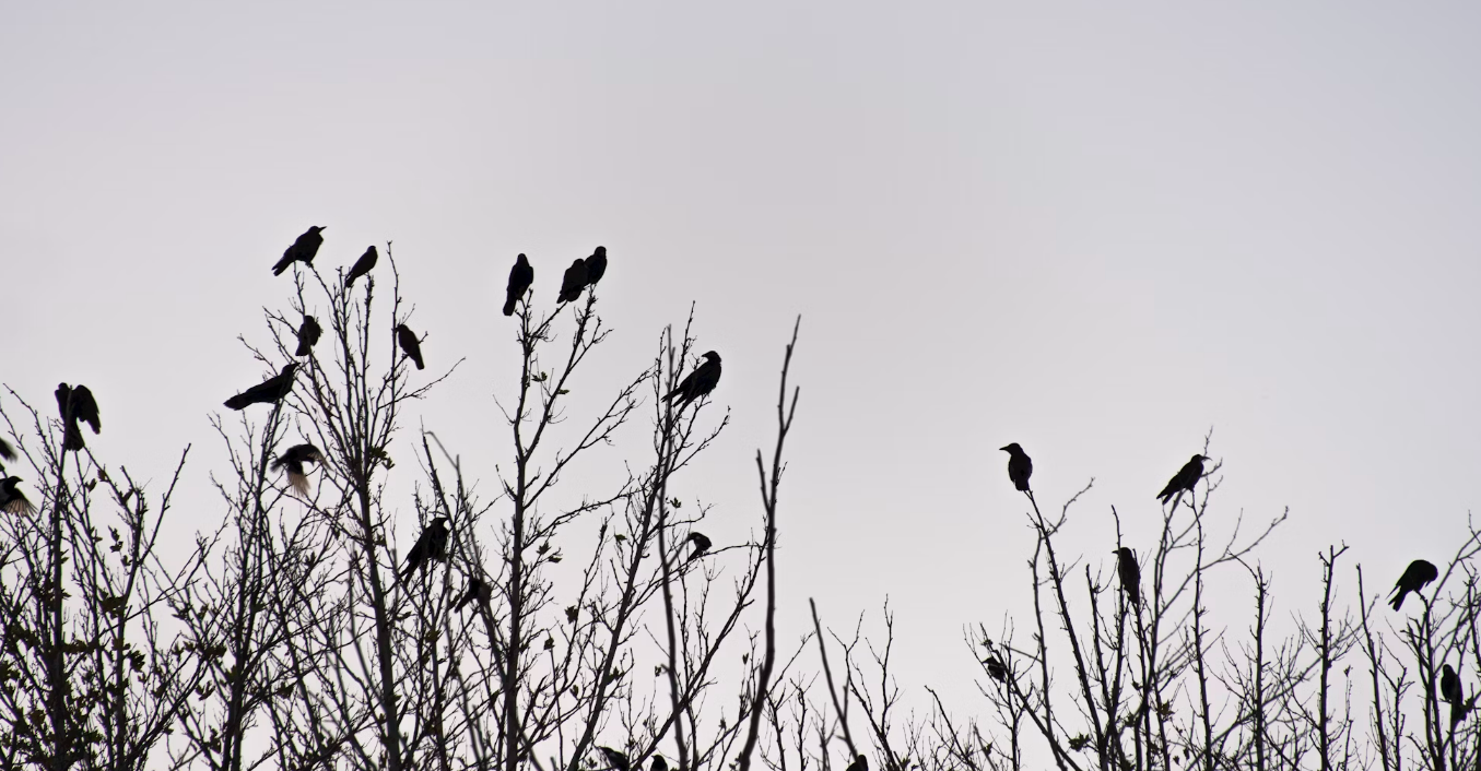 Vrane nanose ogromnu štetu usjevima, napadaju i ljude