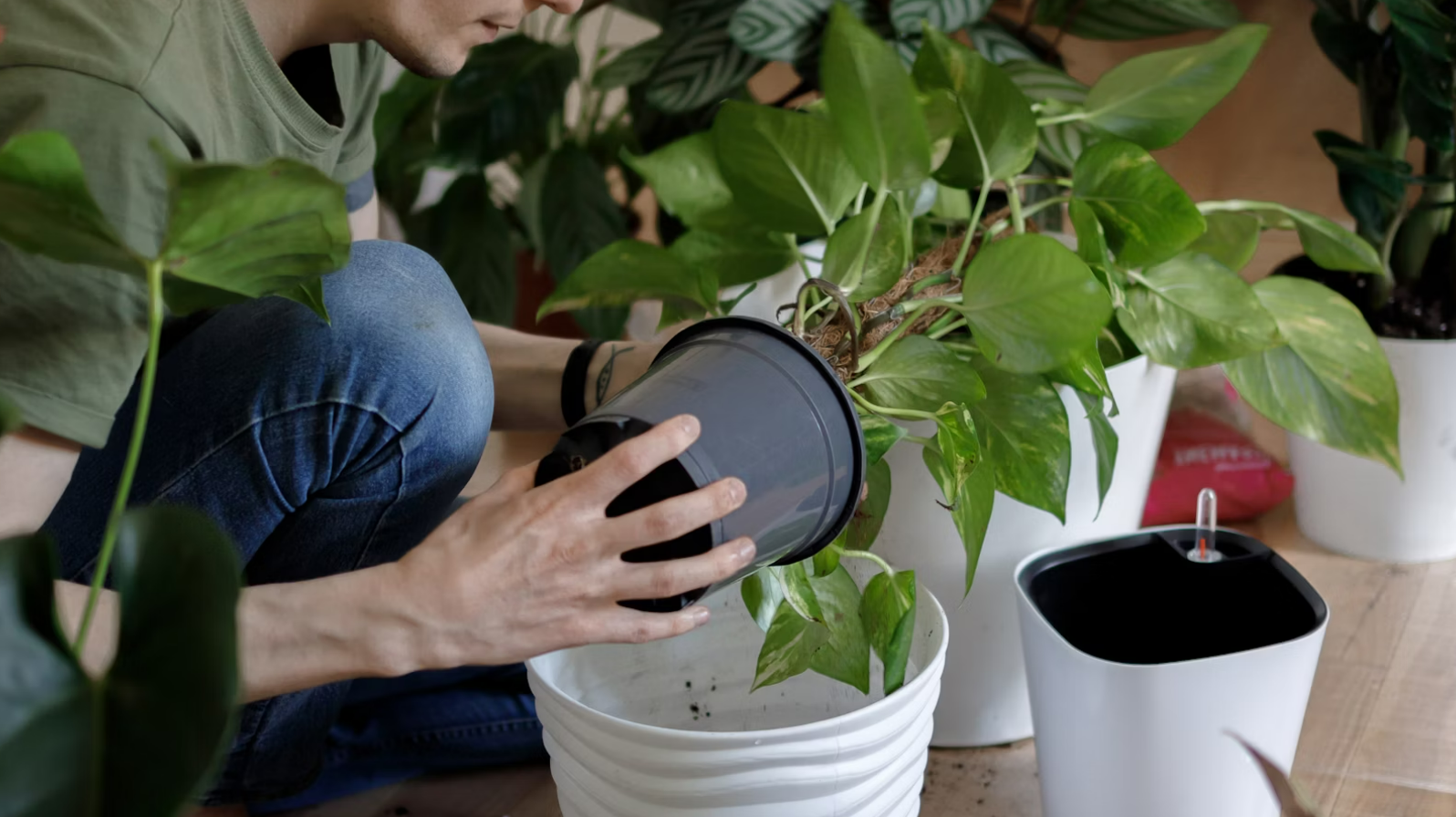 BILJKE I ZIMA Ove vrste cvijeća ne treba zalijevati kako bi preživjele ...
