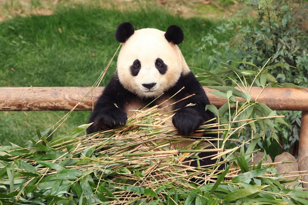 Uginula najstarija japanska panda "Tan Tan"