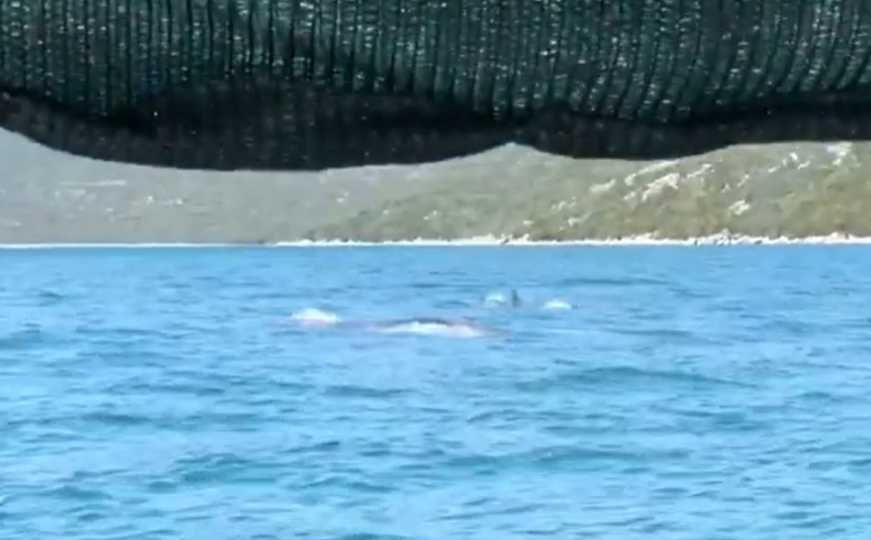 KIT U JADRANSKOM MORU Građani upozoreni da mu se ne približavaju