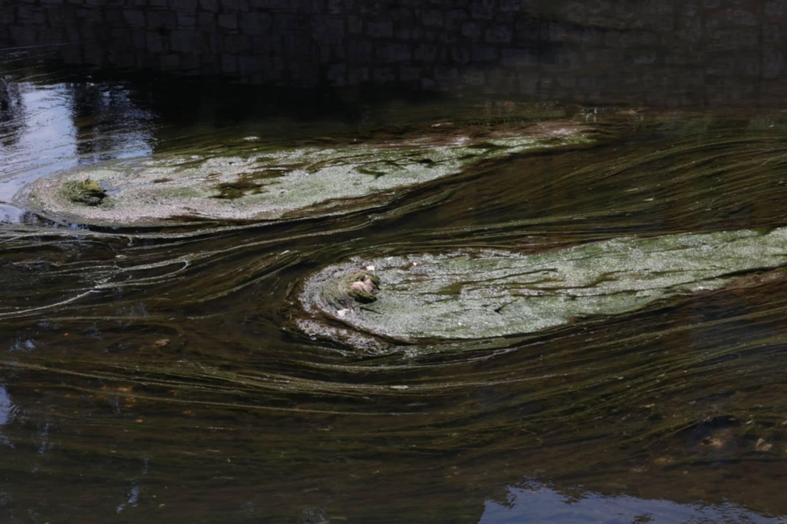 Ljeto se 'tek zagrijava', a Miljacka se pati