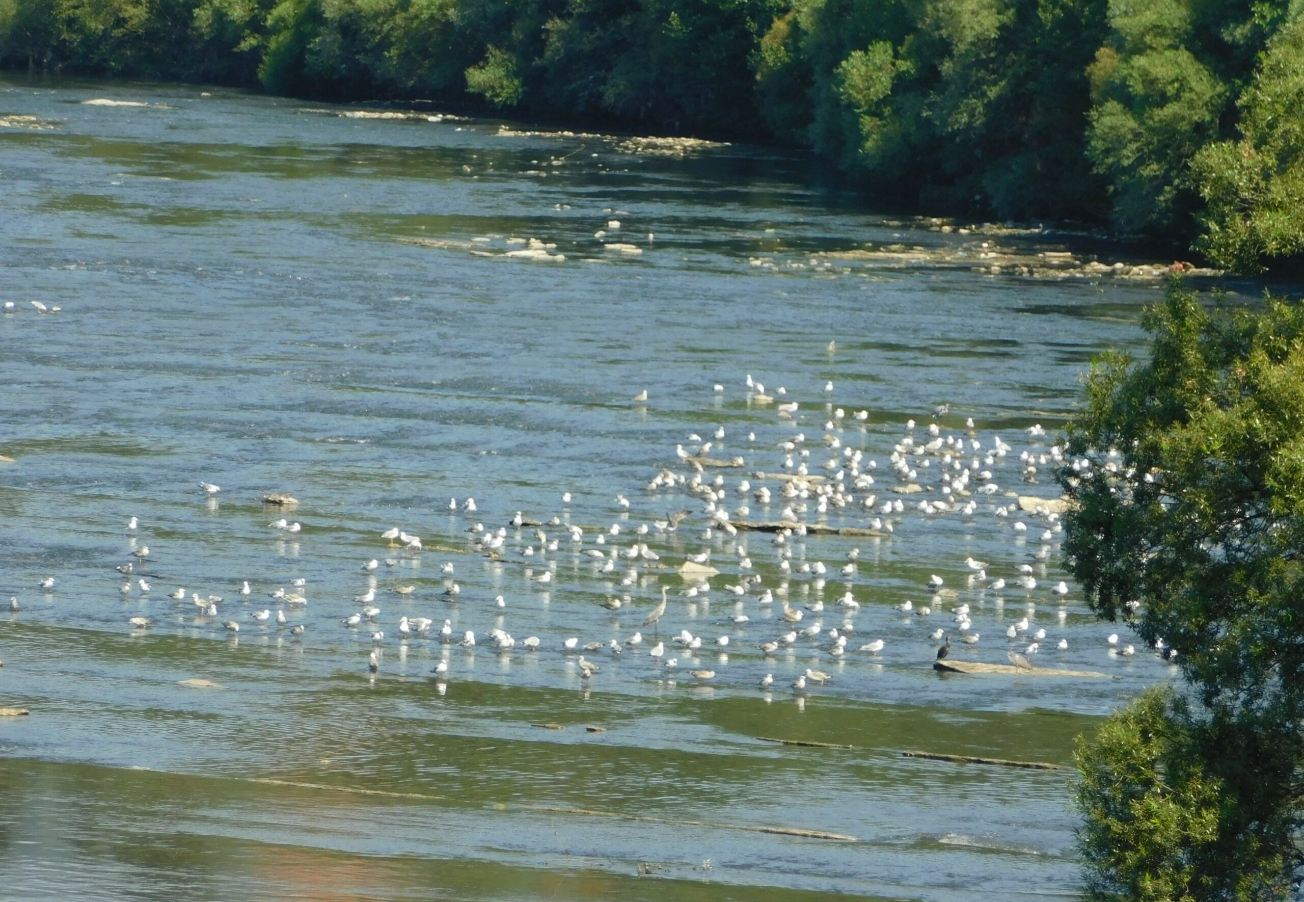 OKOM KAMERE: Vogošća postala stanište za ptice selice (FOTO)