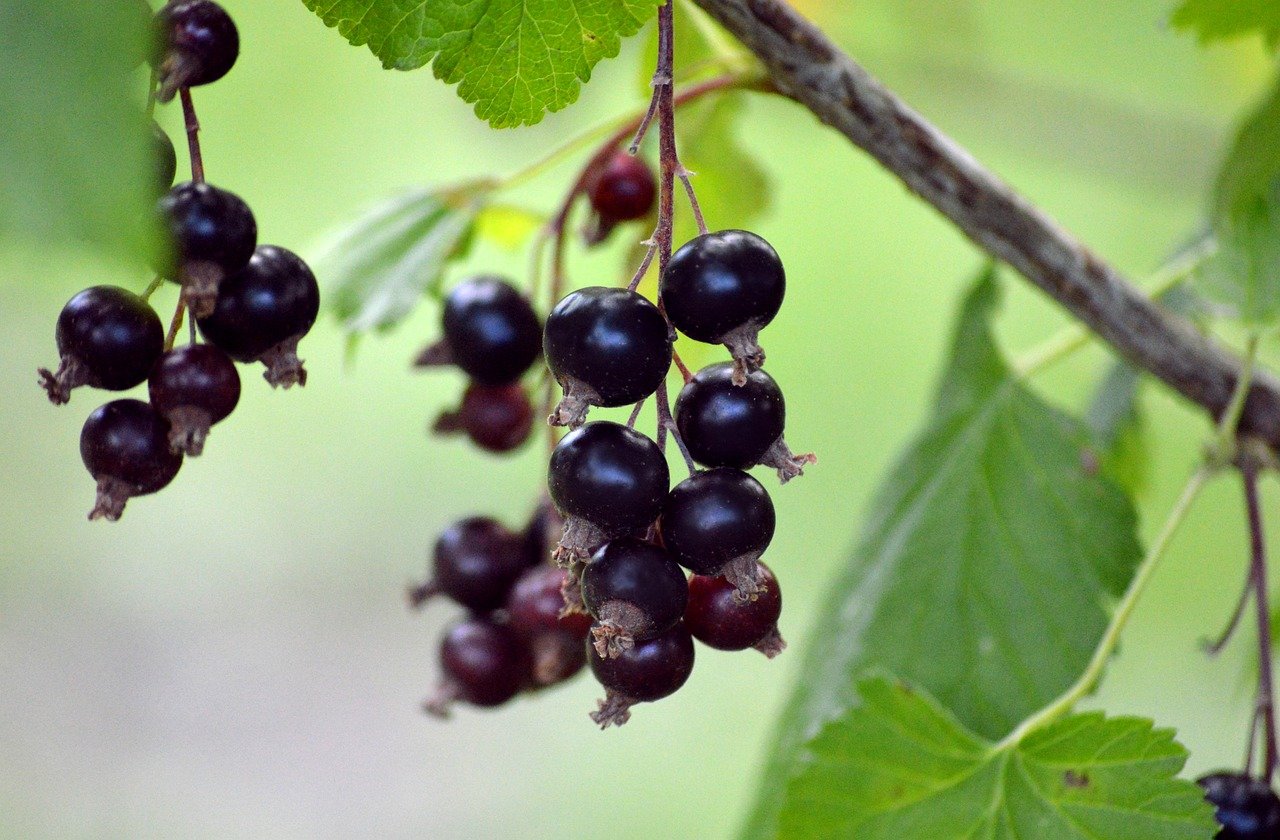 Kažu da je ovo najzdraviji domaći sirup, evo kako da ga sami napravite