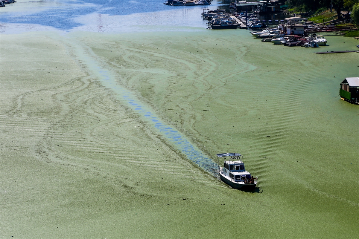 Zbog visokih temperatura i otpadnih voda Sava u Beogradu prekrivena algama