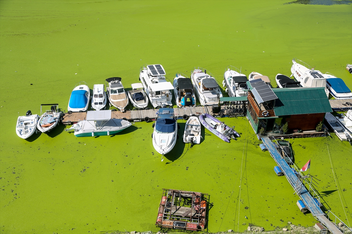 Zbog visokih temperatura i otpadnih voda Sava u Beogradu prekrivena algama