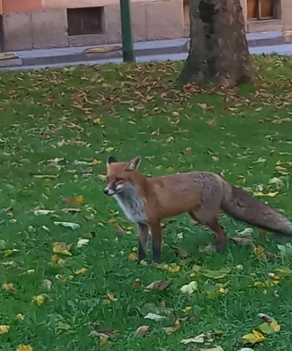 Okom kamere LISICA U CENTRU VOGOŠĆE