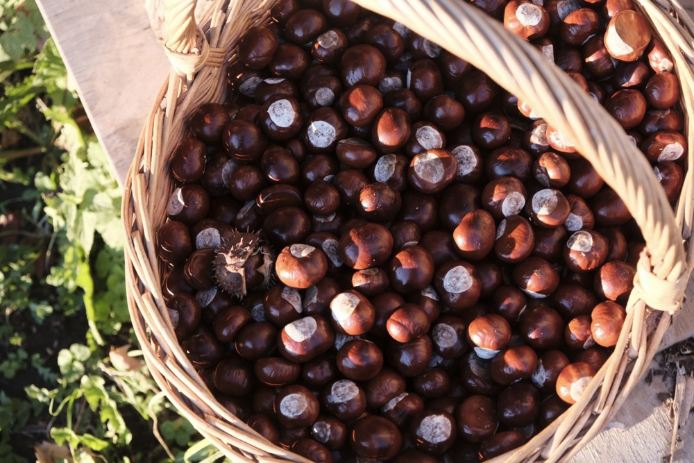Kesteni su bogat izvor vitamina i minerala: Kako ih skuhati da zadrže ...