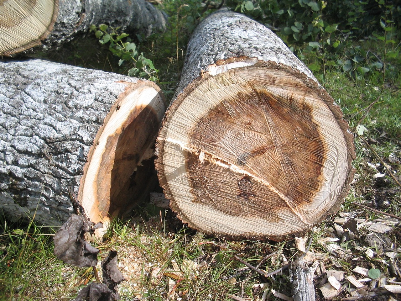 Otac četvero djece poginuo dok je rušio stablo kod Daruvara
