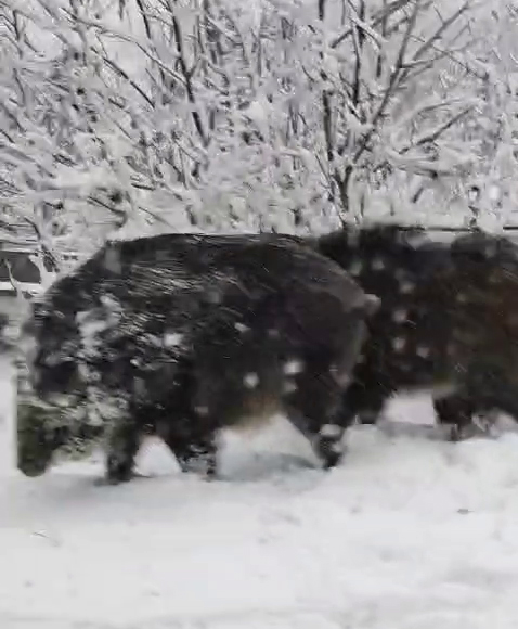 OKOM KAMERE: Divlje svinje u naseljenom mjestu