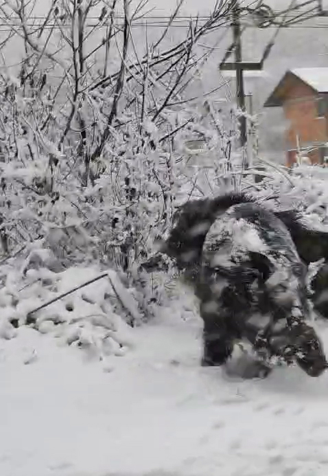 OKOM KAMERE: Divlje svinje u naseljenom mjestu