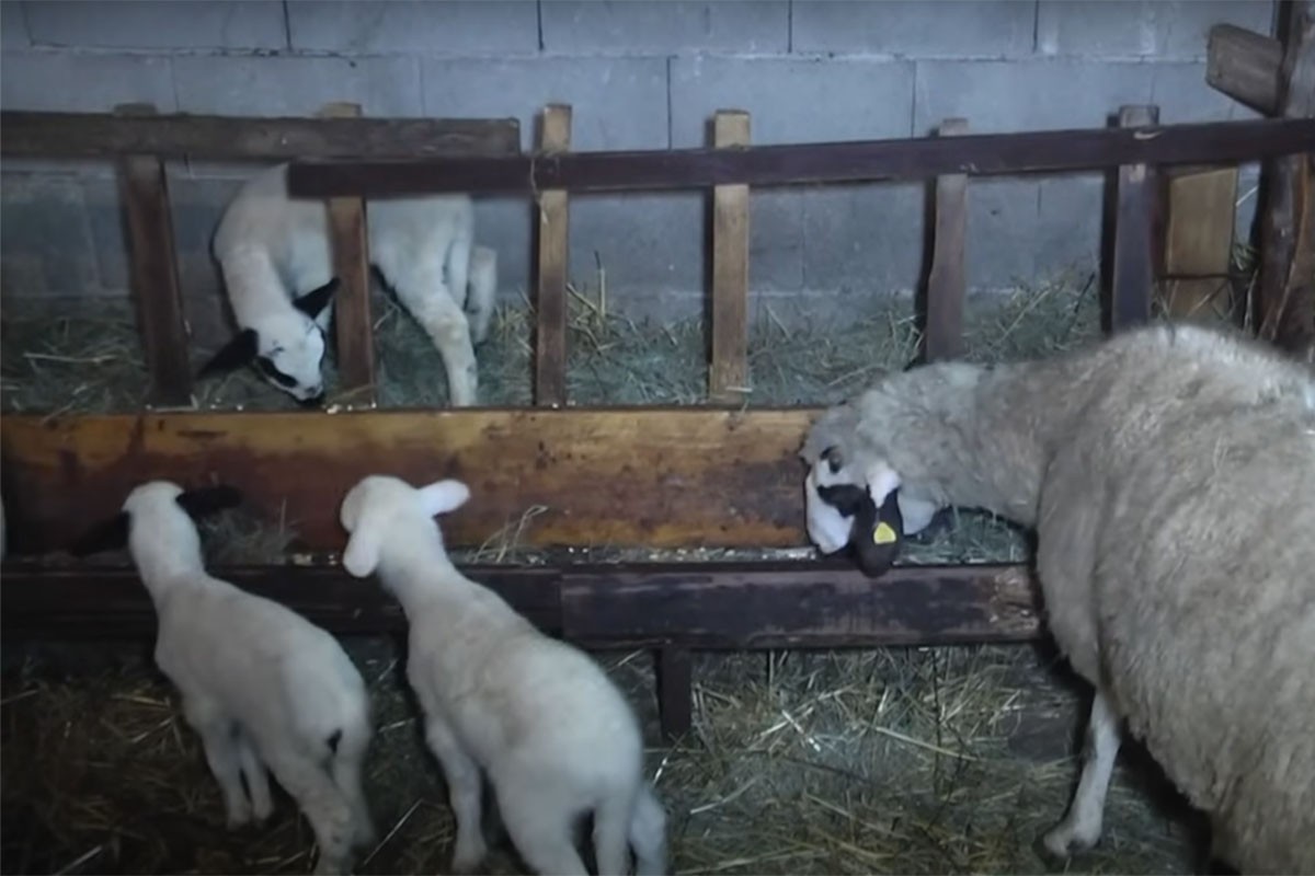 Nesvakidašnji događaj: Dvije ovce ojagnjile po četvorke