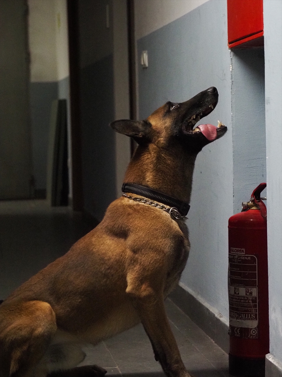 Naučnici otkrili koja rasa pasa je najinteligentnija, iznenadit ćete se ...