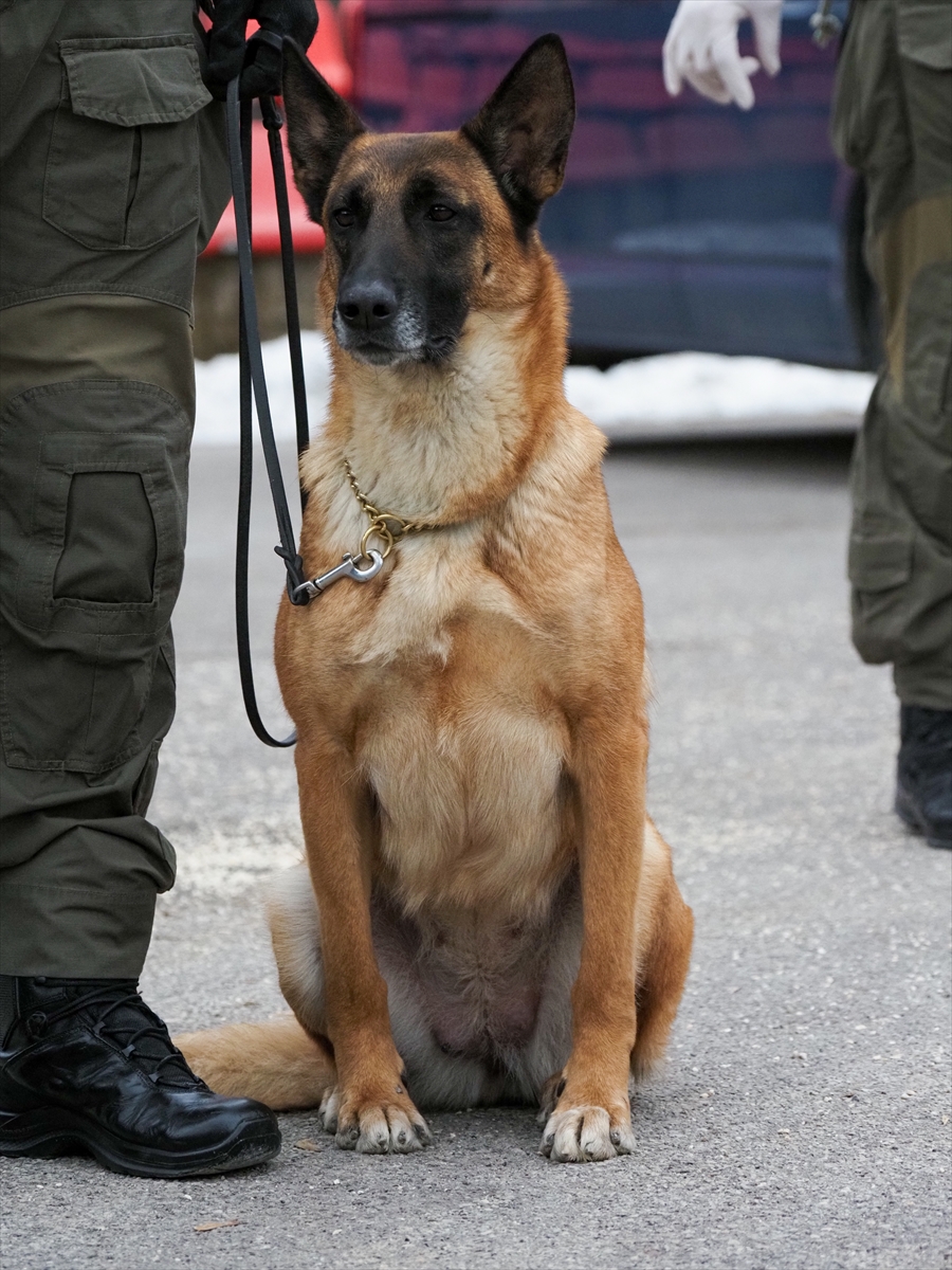 Policijski pas Rea najbolji tragač za eksplozivom u BiH