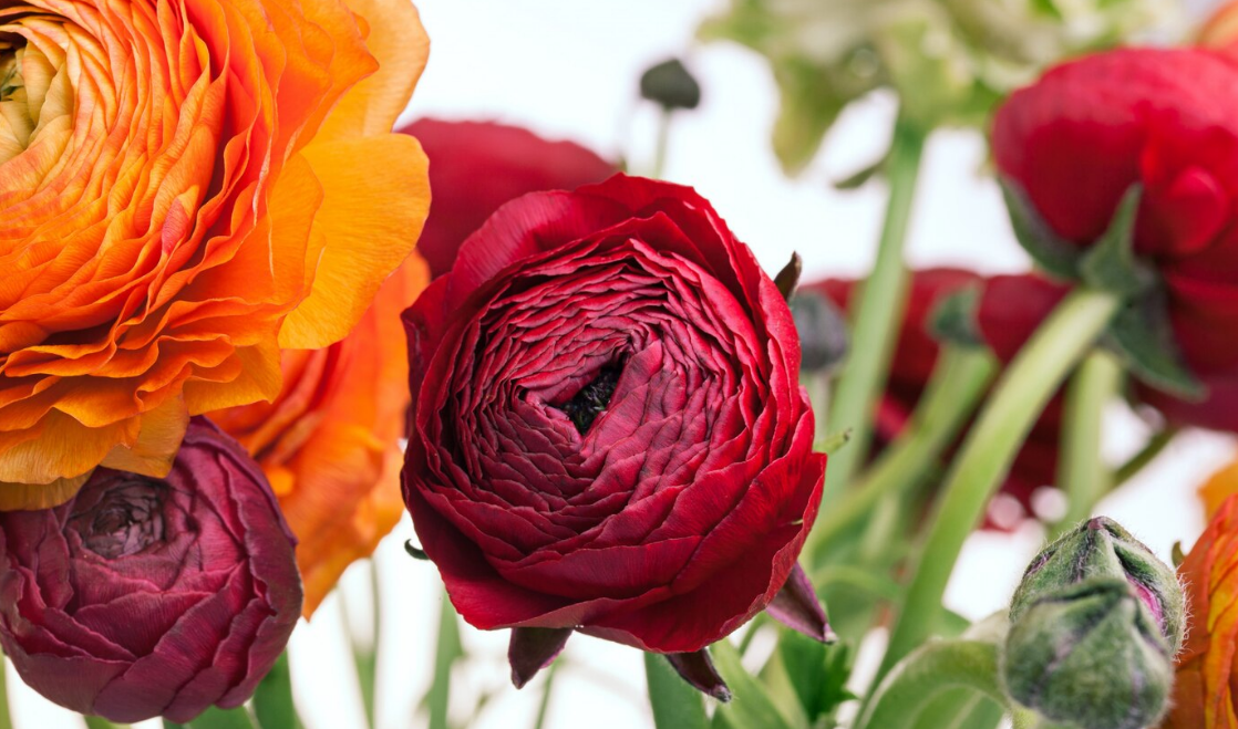 Proglašena je za cvijet 2025. godine, sadi se u martu, u vazi opstaje ...