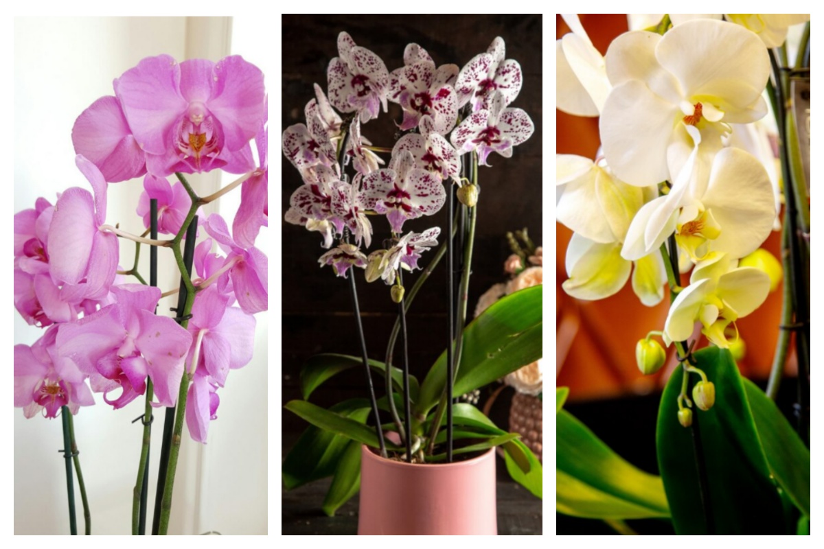 Evo šta trebate uraditi u maju da bi vam orhideje bile NIKAD LJEPŠE I ...