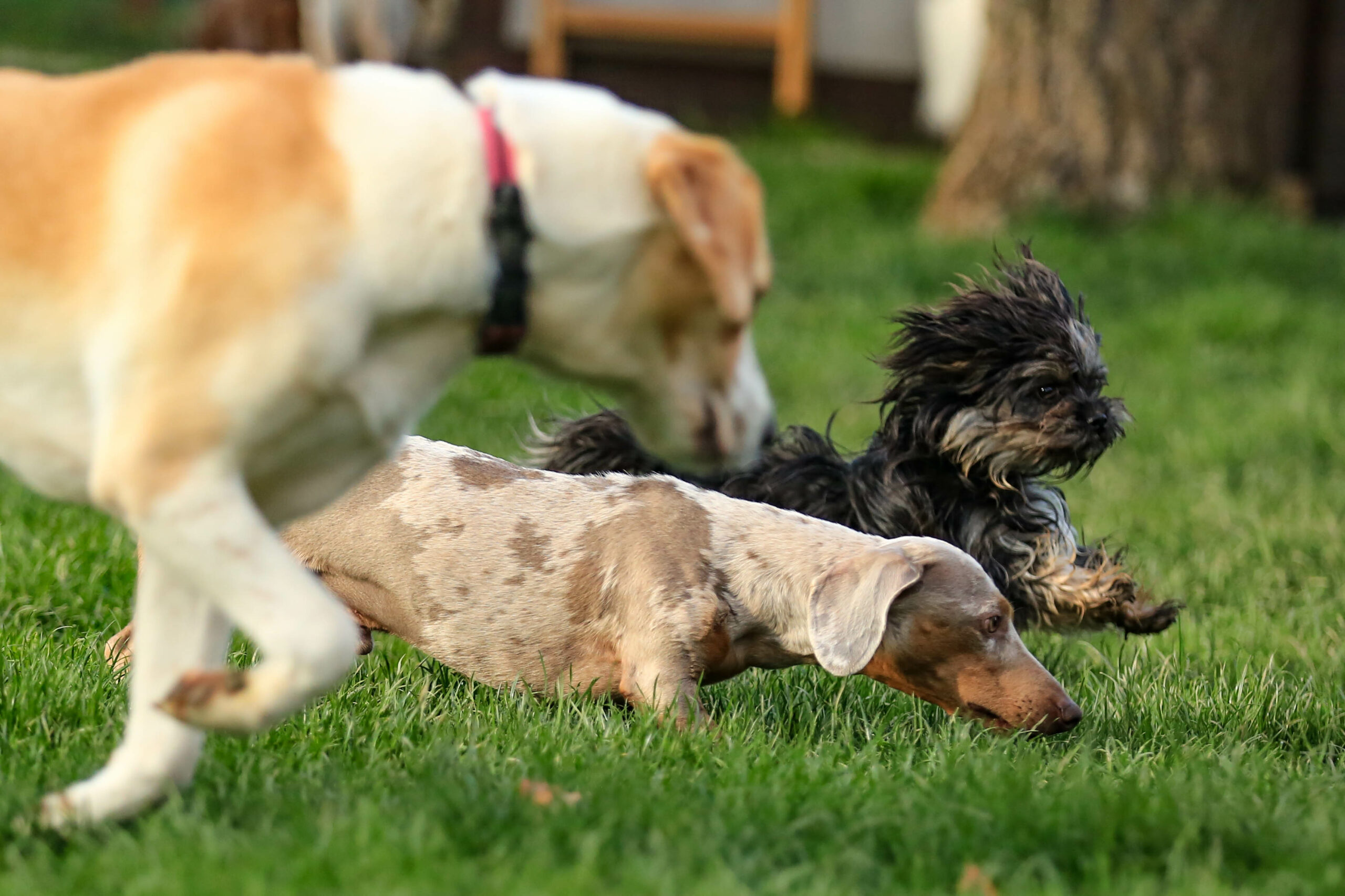 BOSNAINFO PRIČA Psi sve češći kućni ljubimci, ali kasnimo za regionom i ...