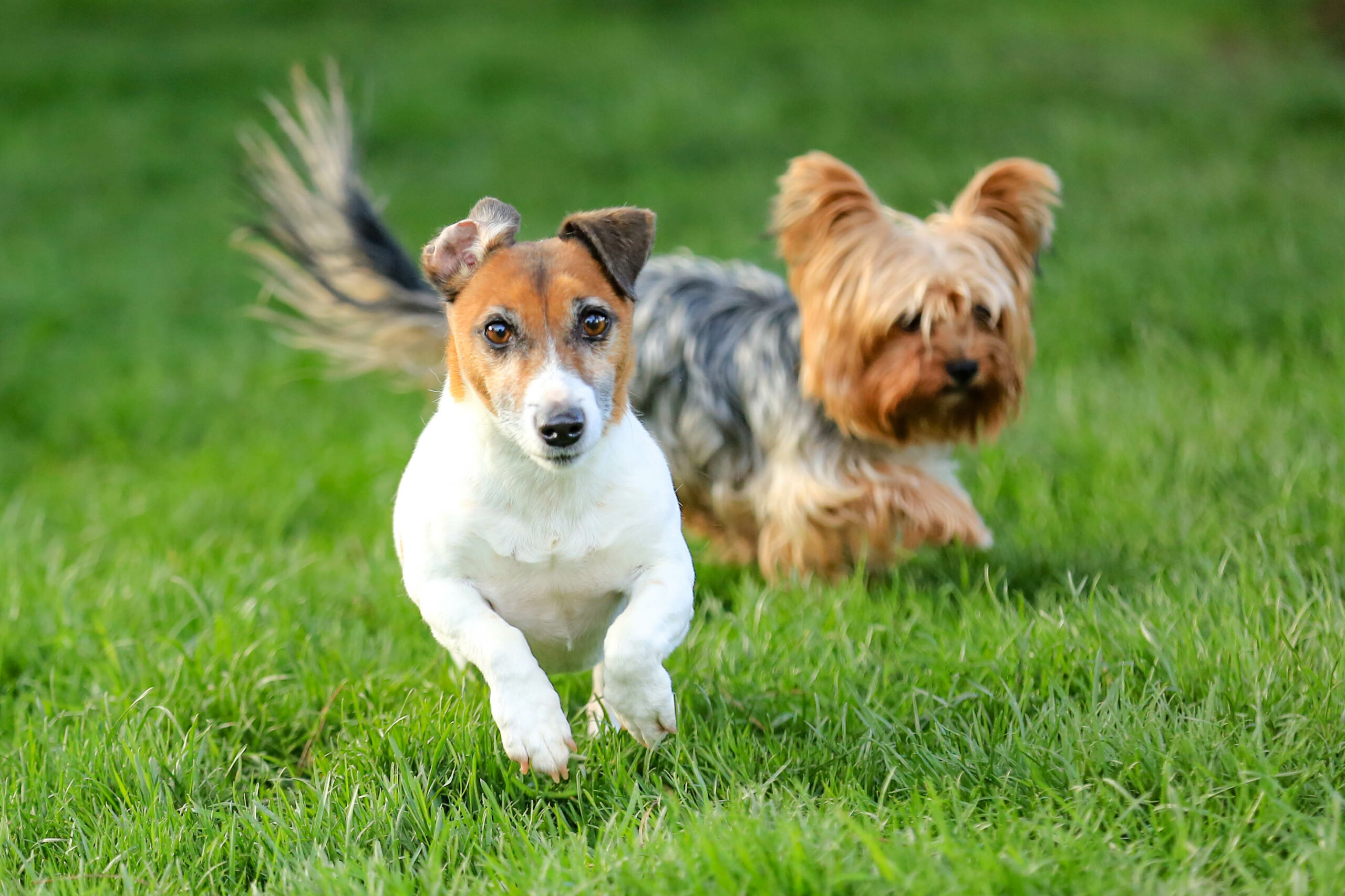 Šta poručuje pas koji se isteže na ulaznim vratima doma?