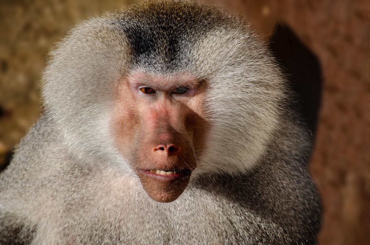 Njemačka: Zoološki vrt usmrtio zdrave majmune zbog prenaseljenosti