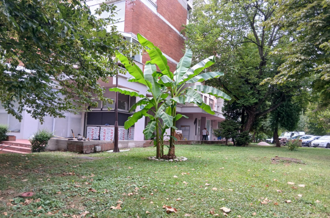 Stablo banane u Sarajevu privlači pažnju prolaznika, već se naziru ...