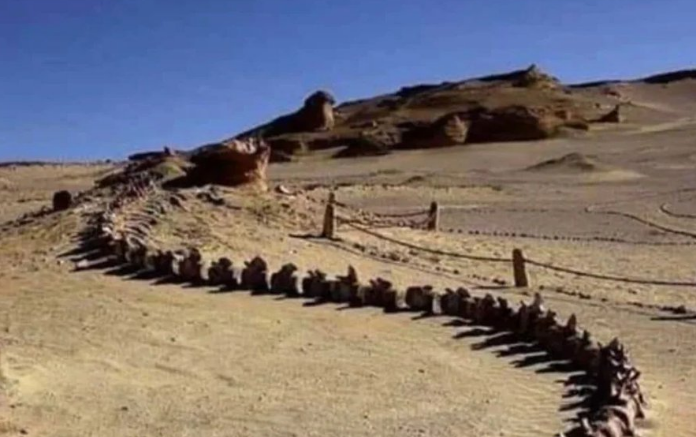 KLJUČAN DOKAZ TEORIJE EVOLUCIJE Najveće groblje kitova nalazi se ...