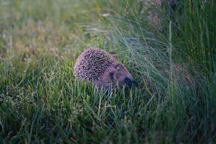 Ne dirajte ježa koji izgleda mrtav: Evo zašto to može biti opasna greška