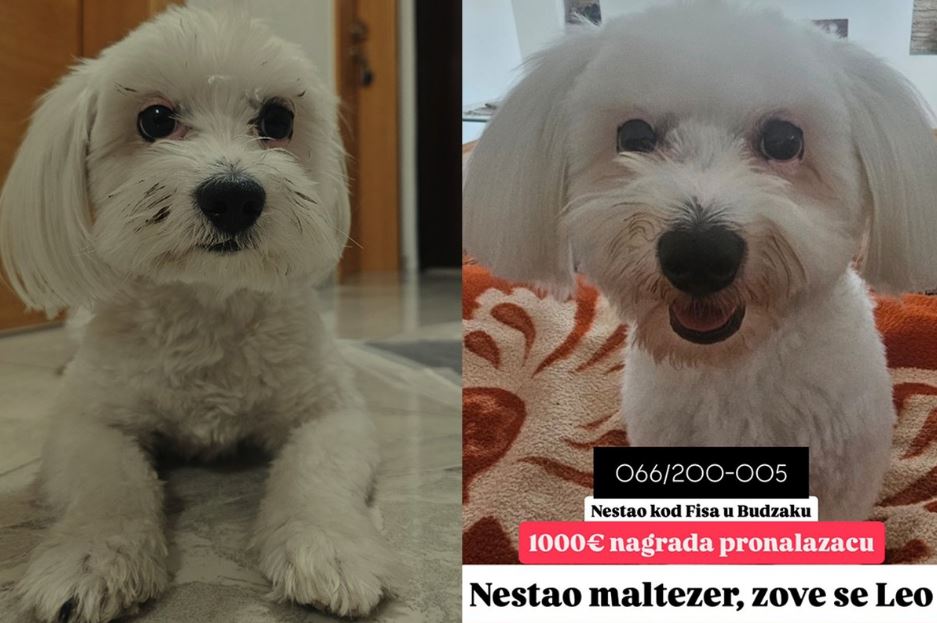 U Banjaluci se izgubio maltezer, vlasnik nudi 1.000 eura onome ko ga ...