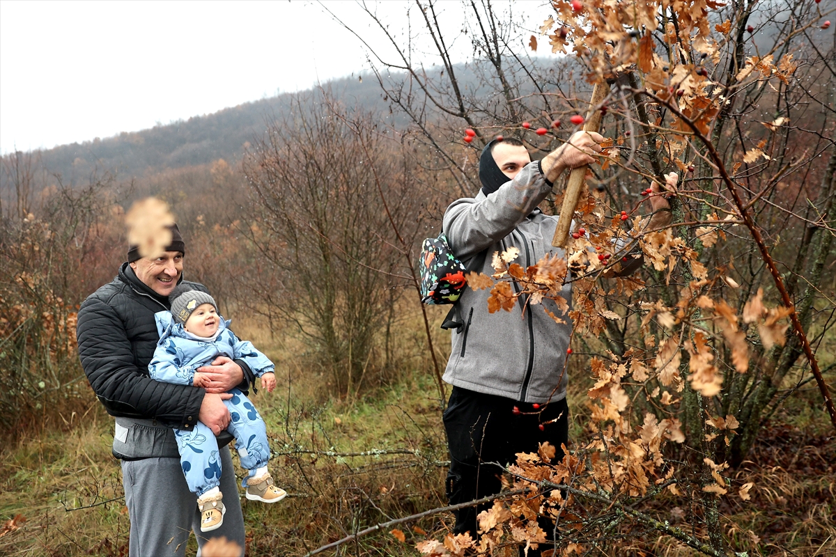 Badnji dan u Srbiji: Sječa badnjaka, tradicija koja se prenosi ...