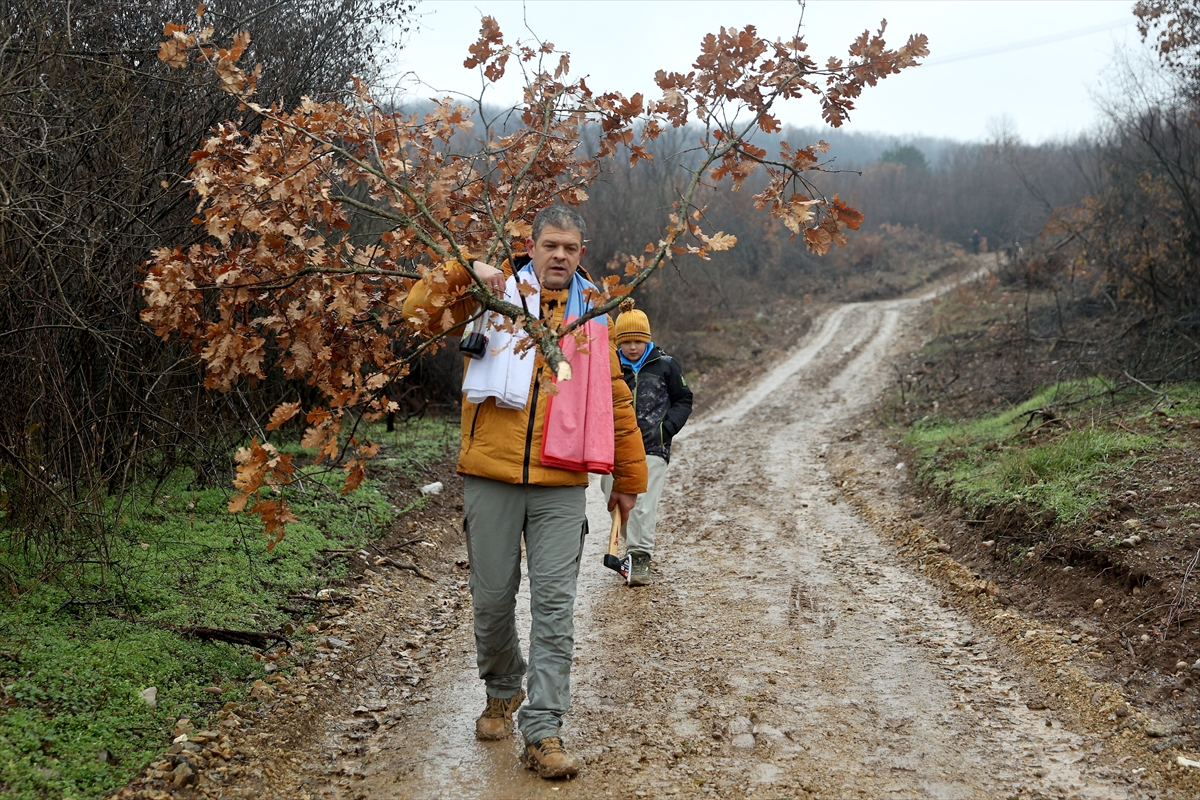 Badnji dan u Srbiji: Sječa badnjaka, tradicija koja se prenosi ...